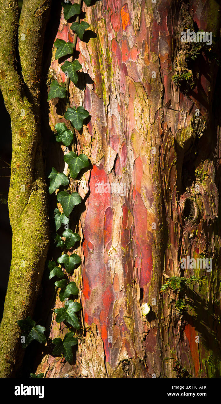 natures natural neon, Bark from yew tree, with ivy growing and glowing ...