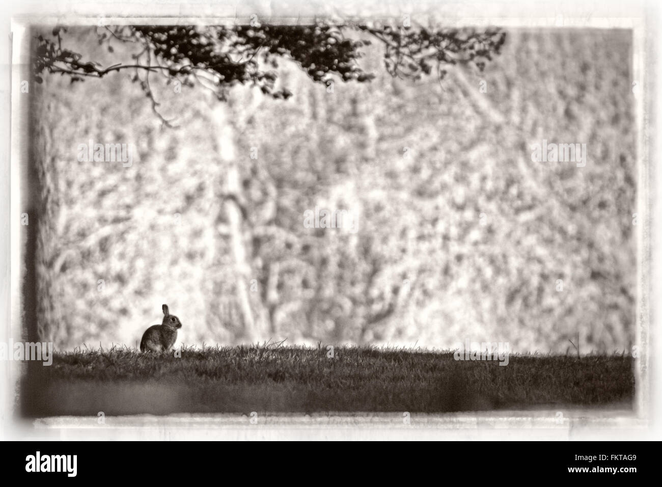 Watership Down inspired artwork, rabbit/hare sitting with a low sun ...