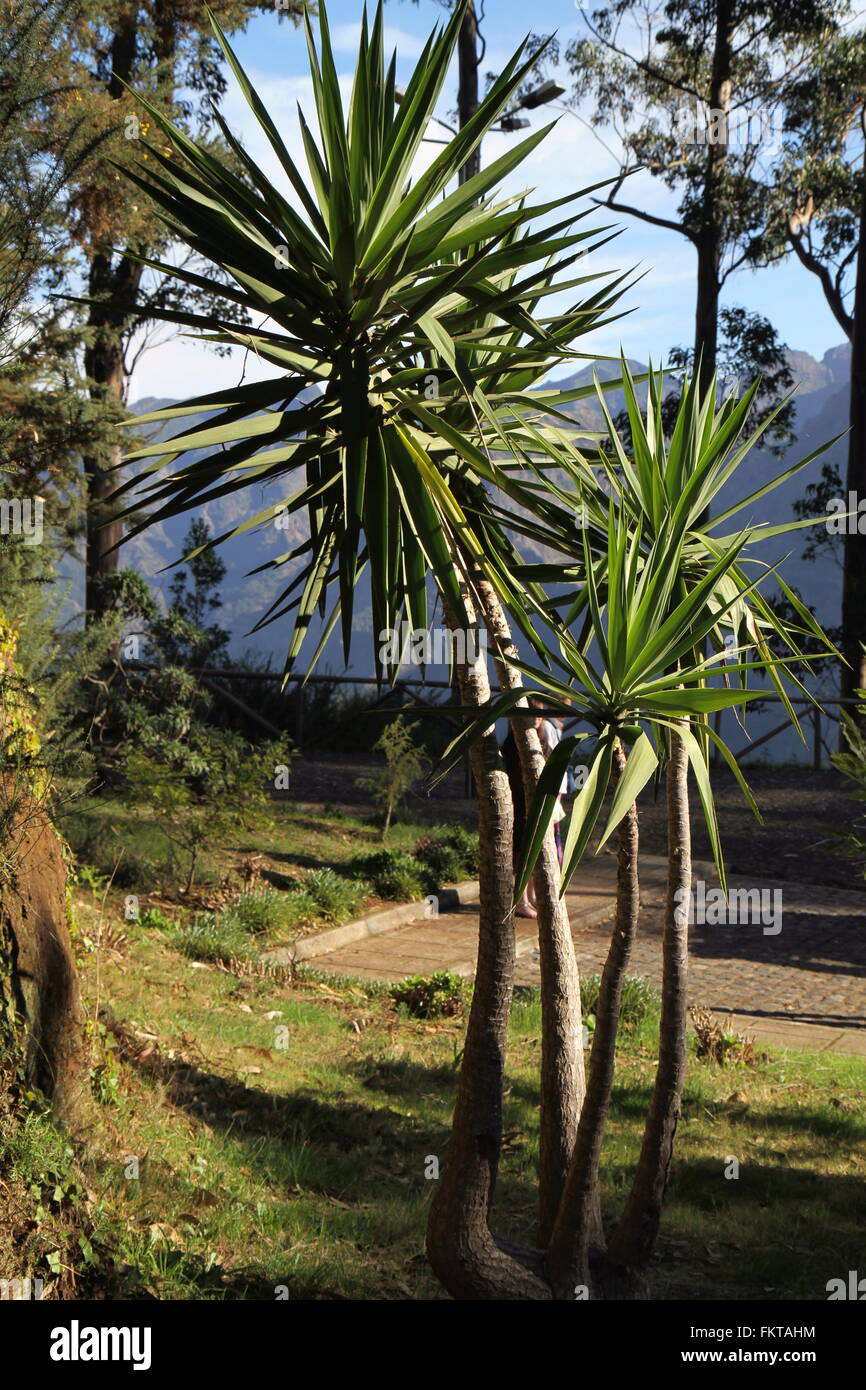 Small palm trees in mountain park in Madeira Stock Photo - Alamy