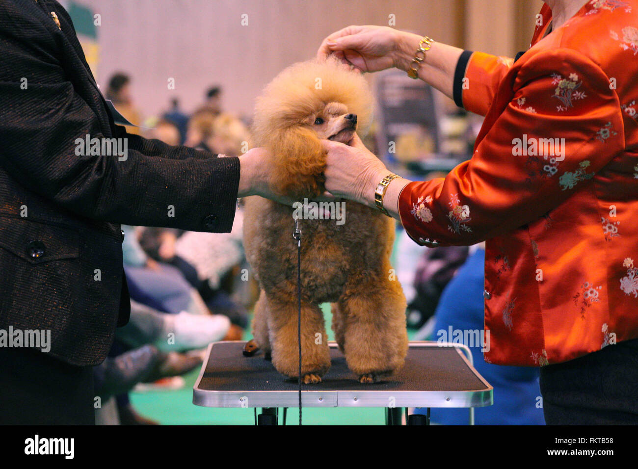 Birmingham, UK. 10th March, 2016. A Toy Poodle is is viewed by a judge ...