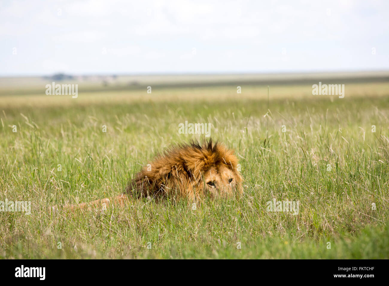 Lion hidden in grass hi-res stock photography and images - Alamy
