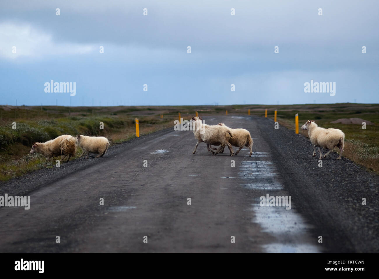 Sheep Crossing High Resolution Stock Photography and Images - Alamy
