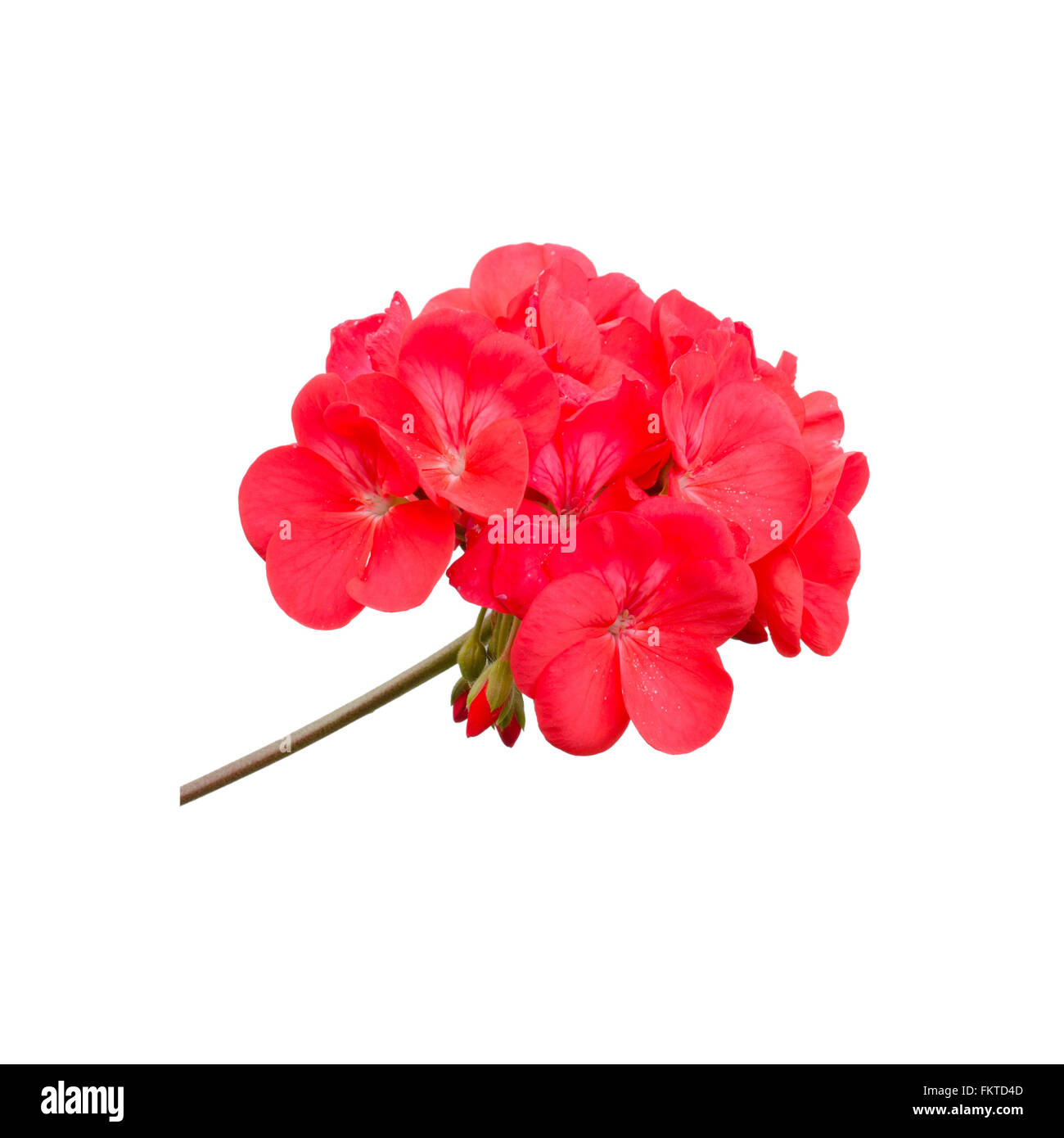 Geraniums hi-res stock photography and images - Alamy