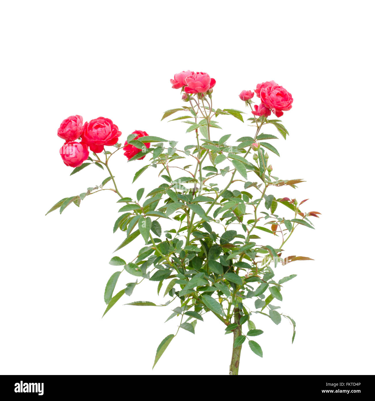 Rosa the fairy Cut Out Stock Images & Pictures - Alamy