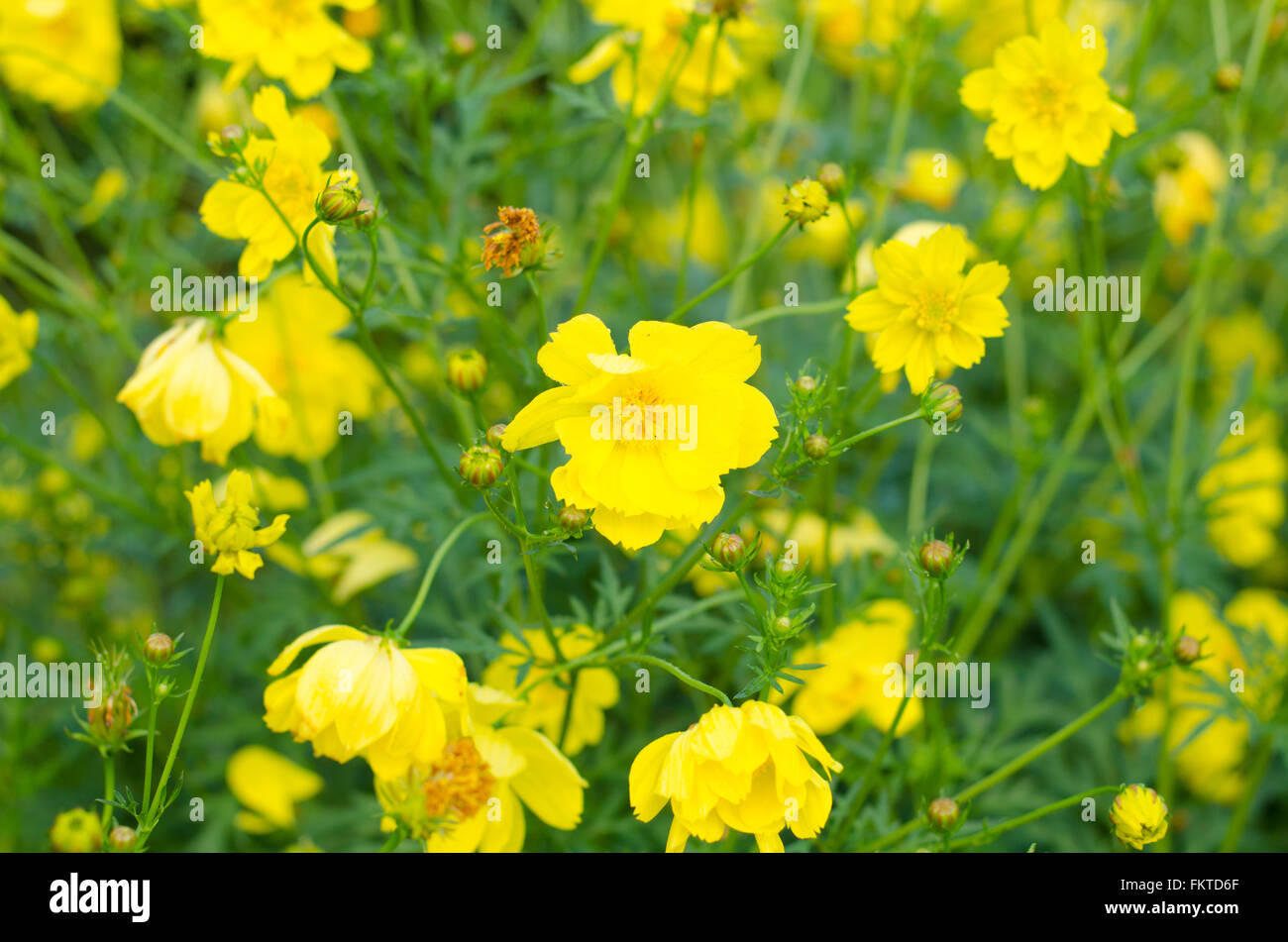 yellow cosmos flower Stock Photo - Alamy