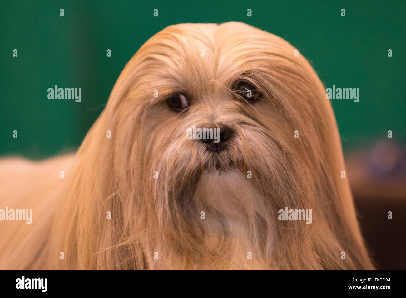 Lhasa Apso Dog Hairstyles