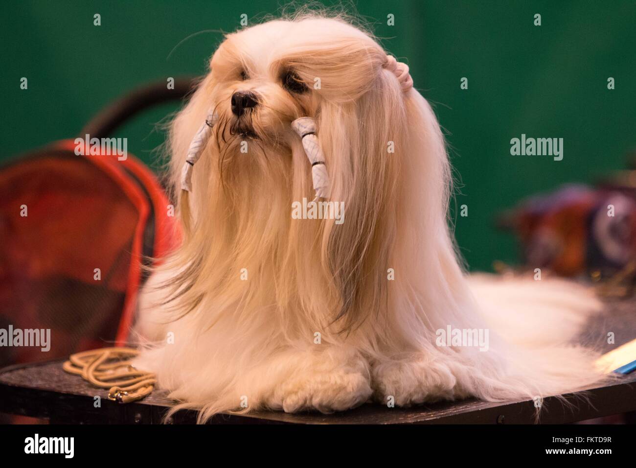 Birmingham, UK. 10th March, 2016. A Shih Tzu with its hair in ...