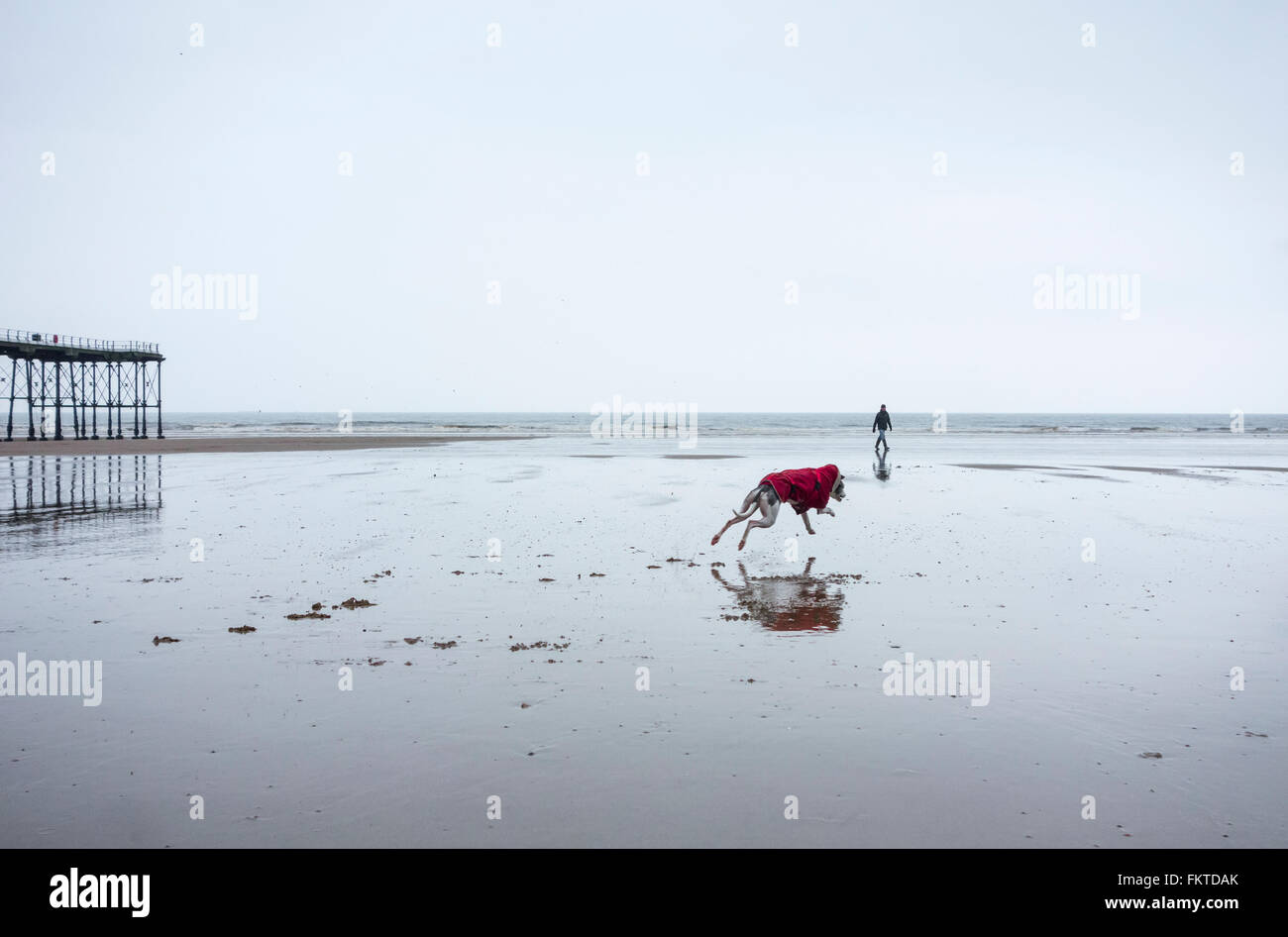 Dog walker/walkers walking on beach. UK Stock Photo - Alamy