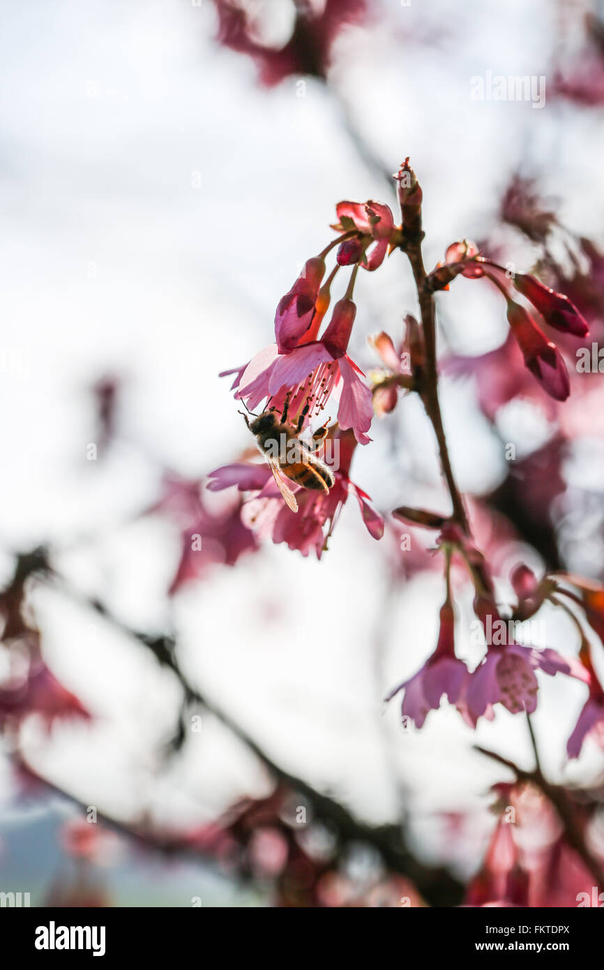Fresh, blooming tree in spring with pink flowers Stock Photo - Alamy