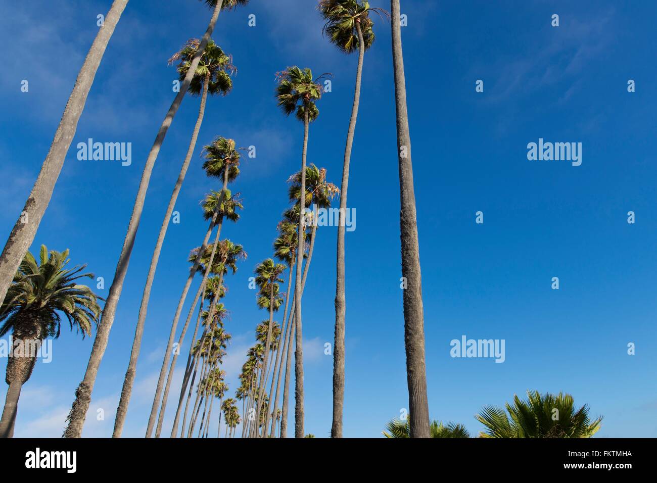 Washingtonia hi-res stock photography and images - Alamy