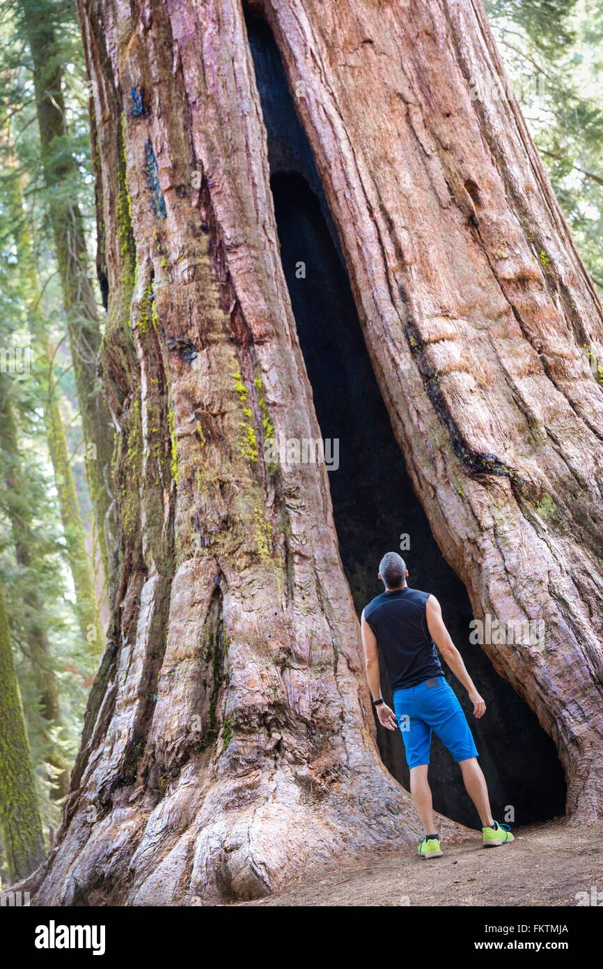Giant tree man standing in hi-res stock photography and images - Alamy