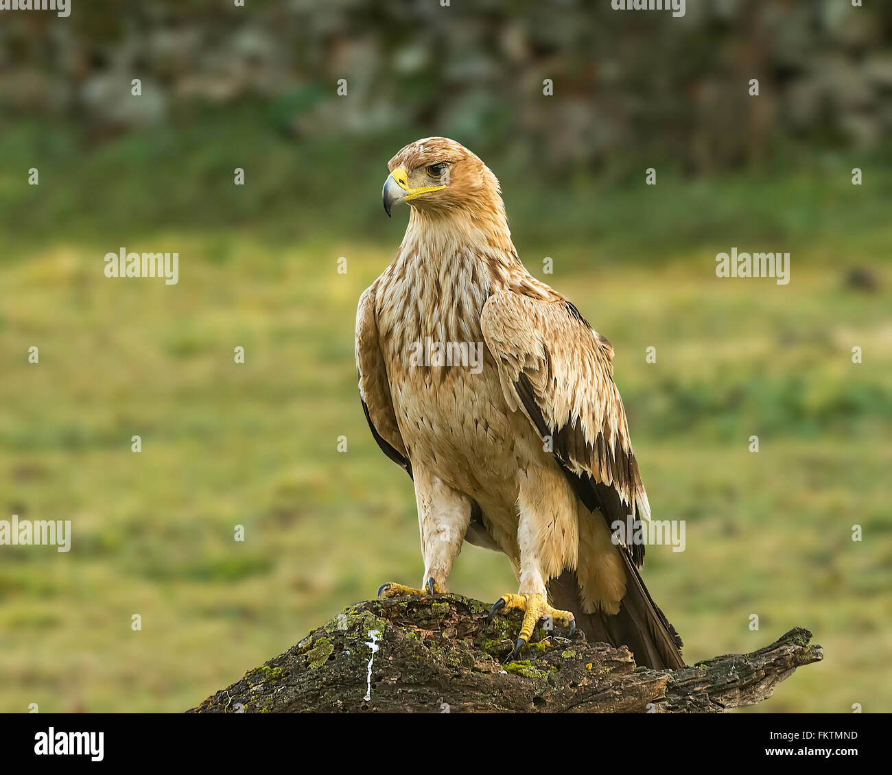 Spanish imperial eagle Stock Photo - Alamy