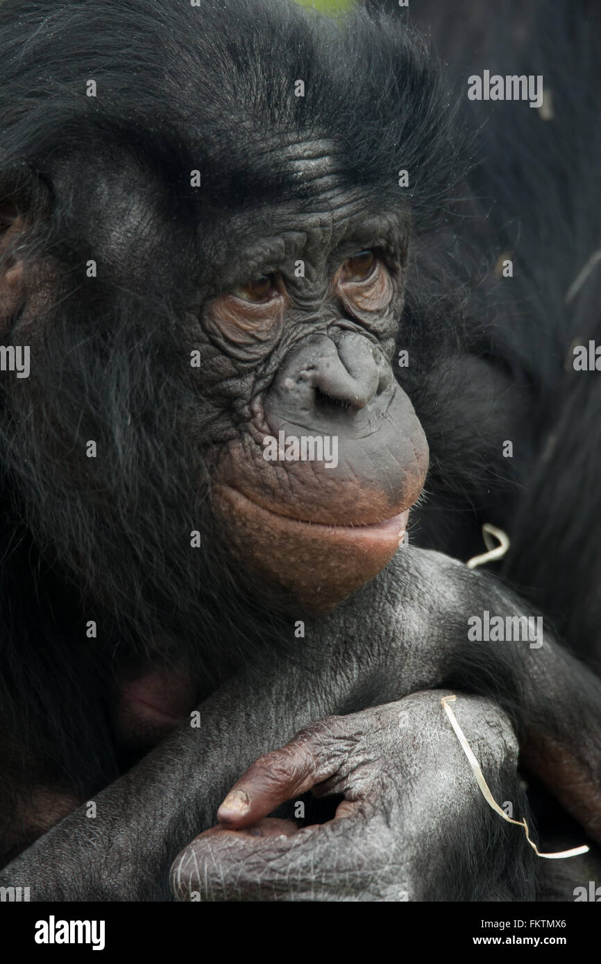 Newborn primate hand hi-res stock photography and images - Alamy