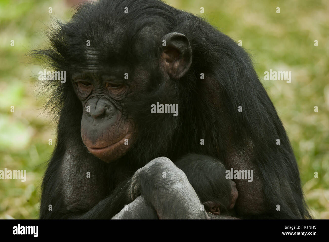 A captive female bonobo protects her newborn baby at Twycross Zoo, UK ...