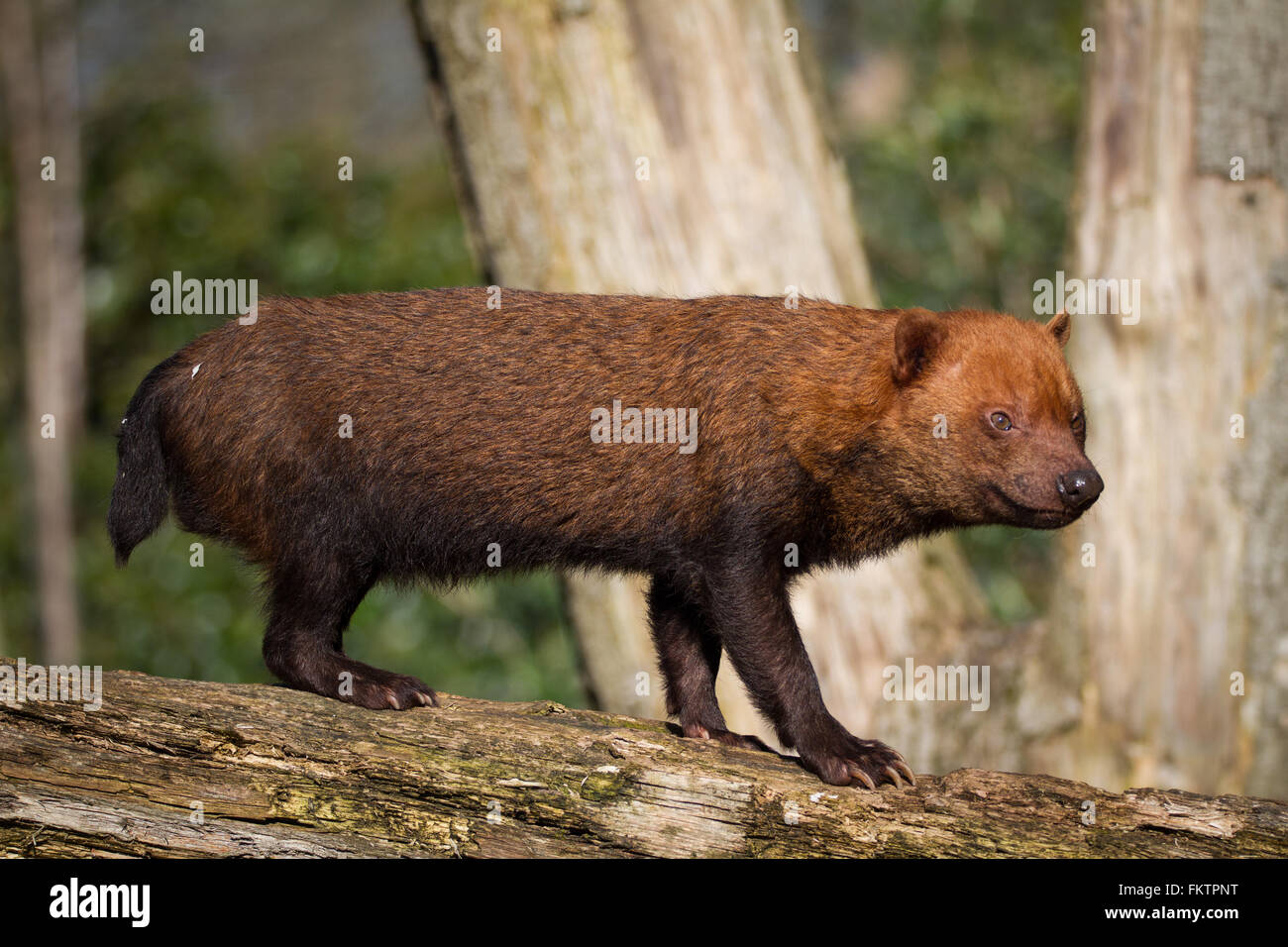 Captive red bush dog Stock Photo - Alamy