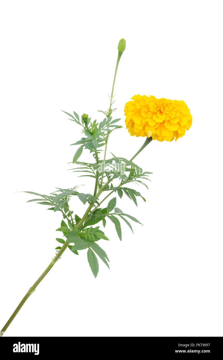 Tree marigold hi-res stock photography and images - Alamy