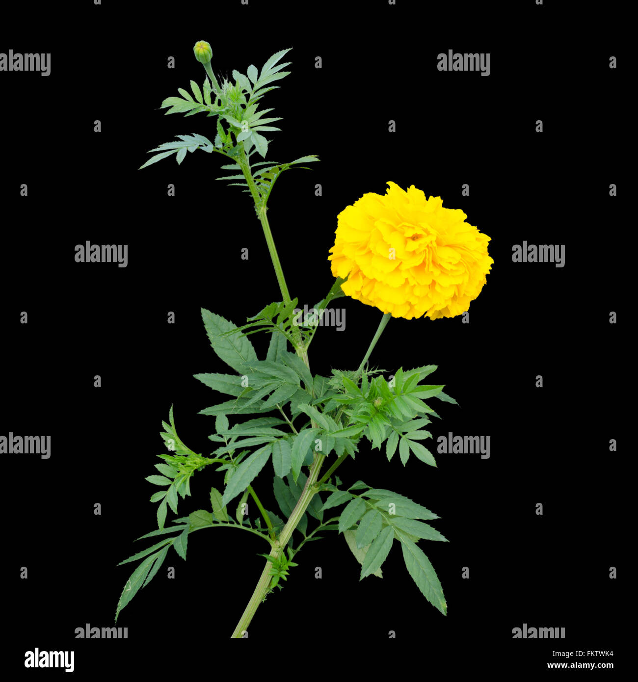 Tree marigold hi-res stock photography and images - Alamy
