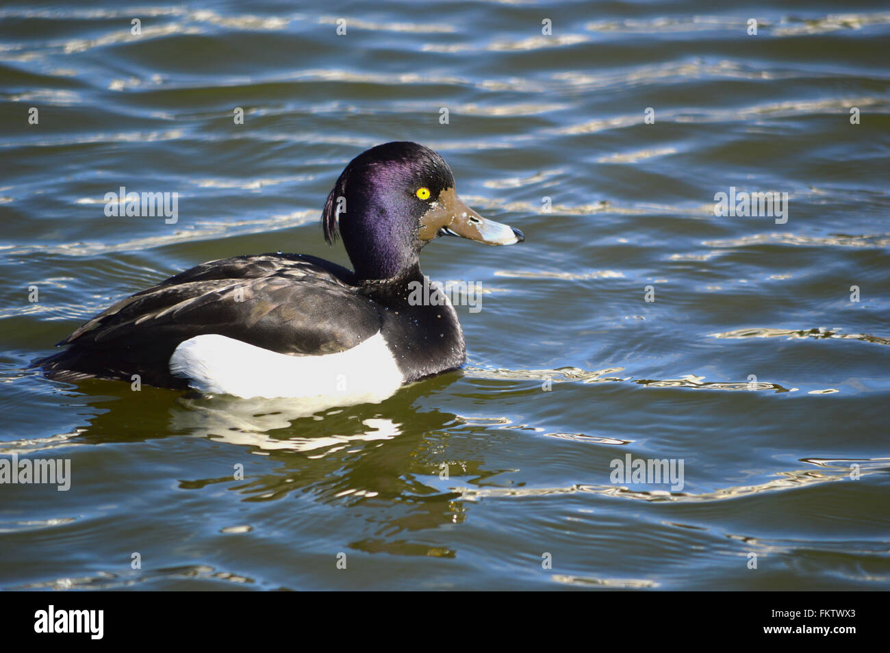 Purple head feathers hi-res stock photography and images - Alamy