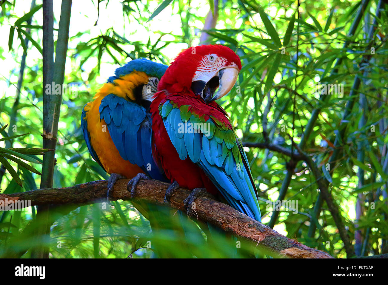 Macaws birds hi-res stock photography and images - Alamy