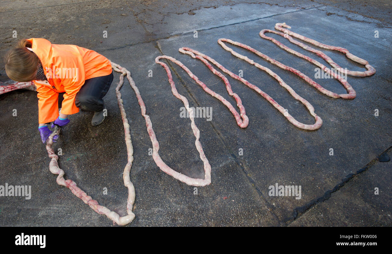 Whales Intestines High Resolution Stock Photography and Images - Alamy