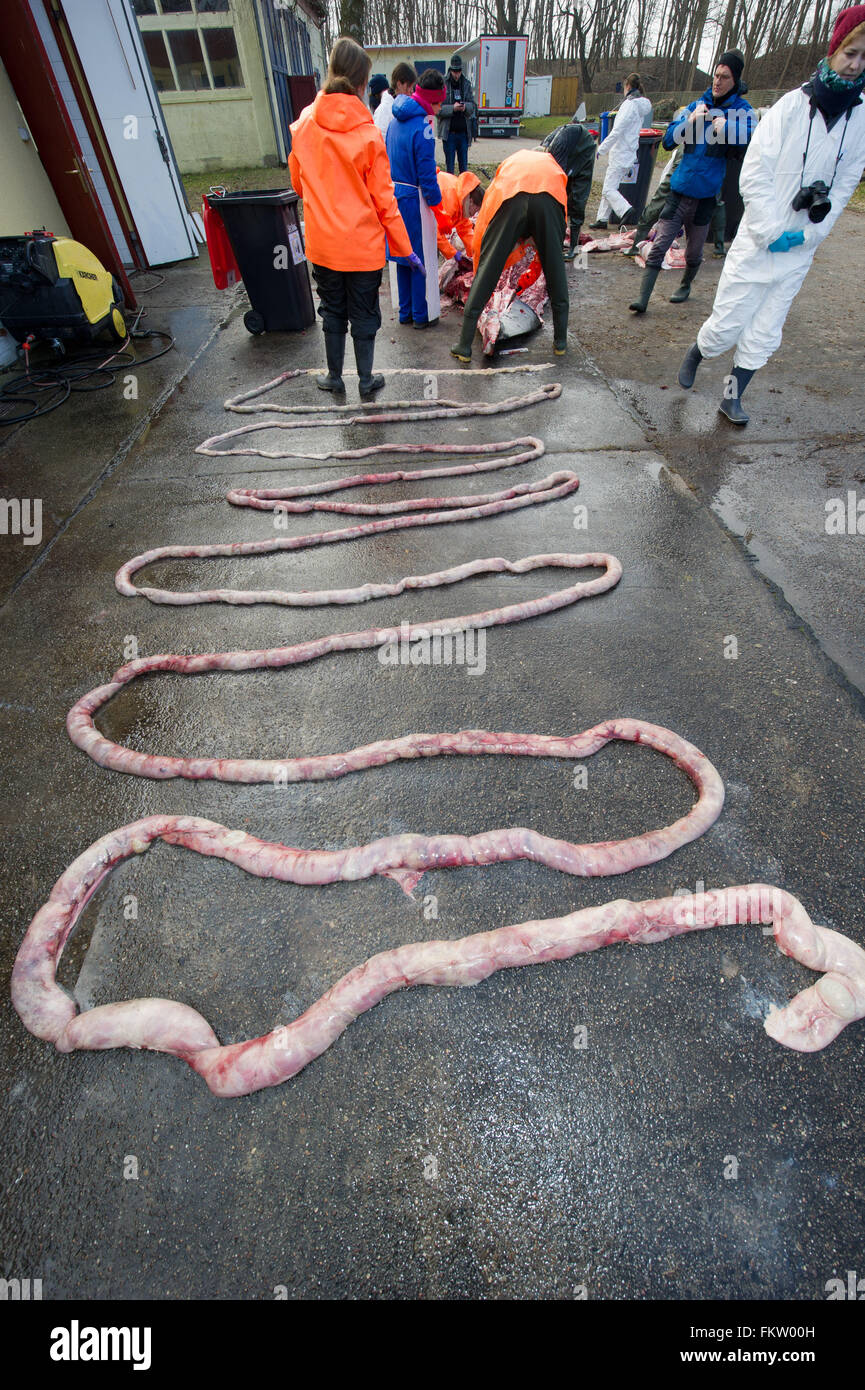 Whales intestines hi-res stock photography and images - Alamy