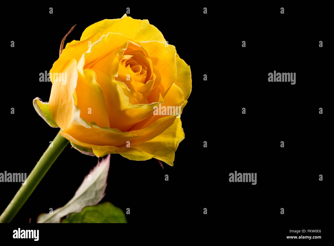 Closeup of a yellow rose on black background Stock Photo - Alamy
