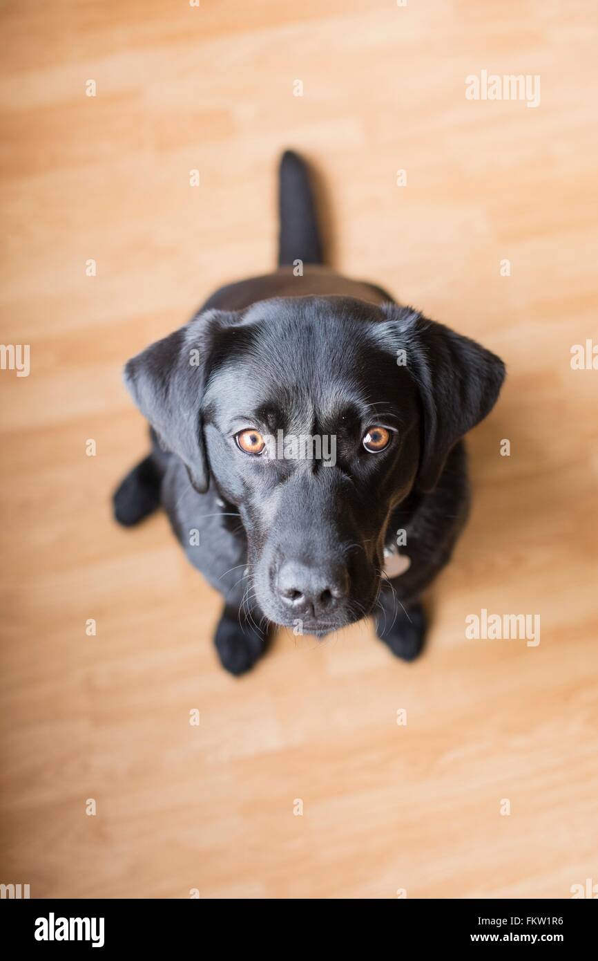 Overhead portrait of black female labrador sitting on floor Stock Photo ...