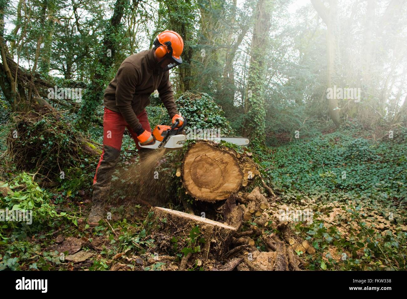 Male tree surgeon sawing tree trunk using chainsaw in forest Stock ...