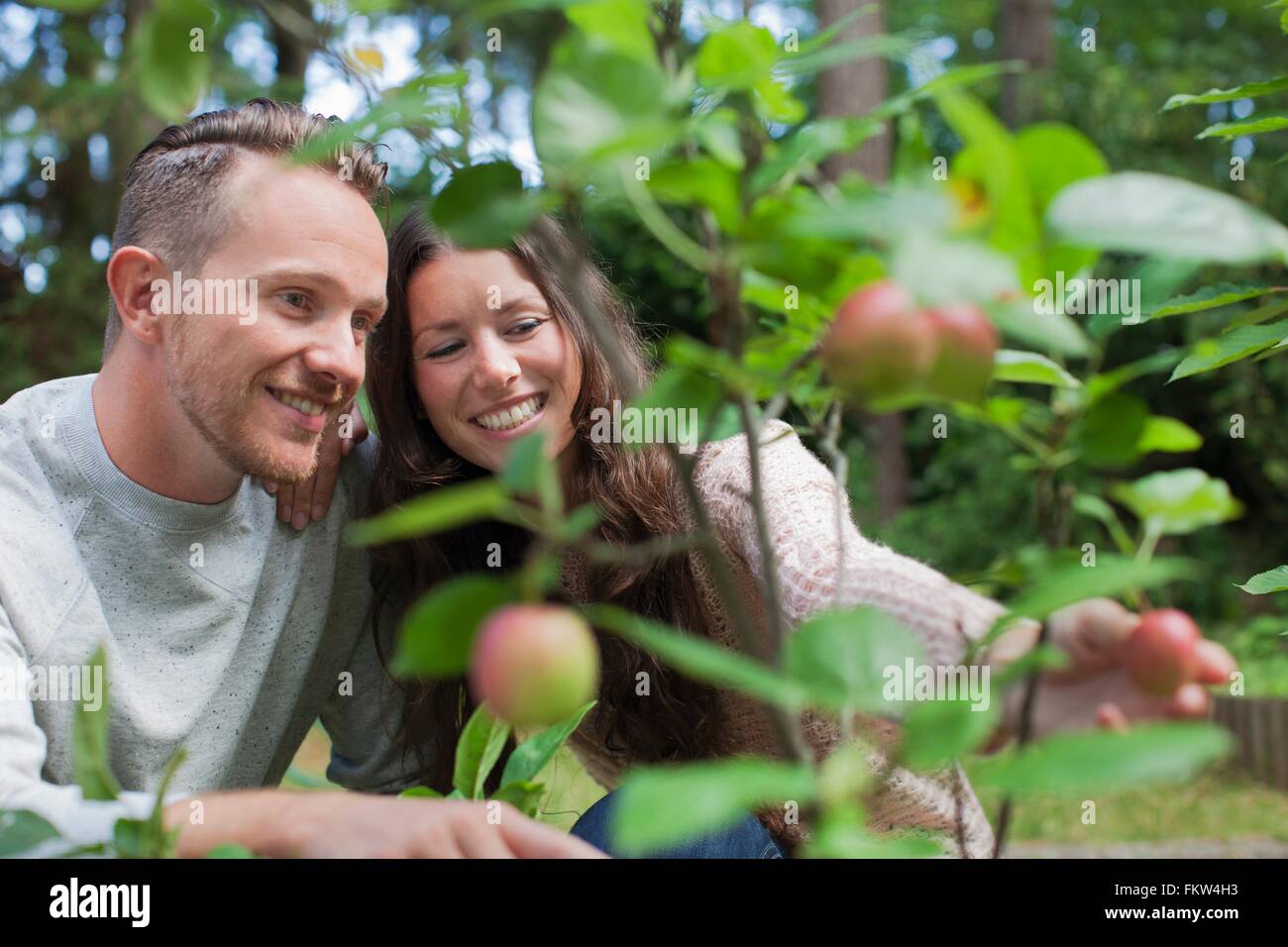 Man picking apples from tree hi-res stock photography and images - Alamy