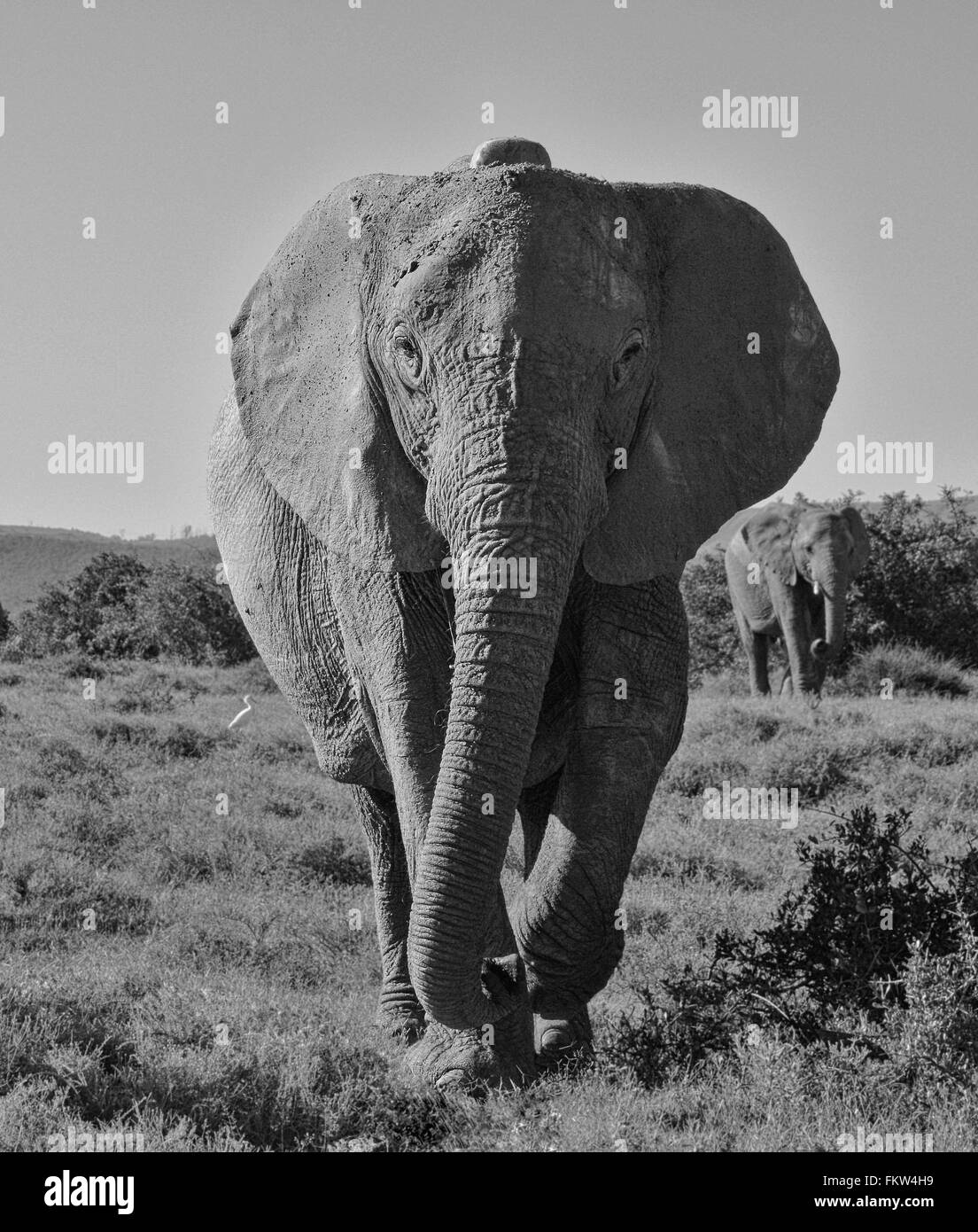 African elephant herd walk Black and White Stock Photos & Images - Alamy
