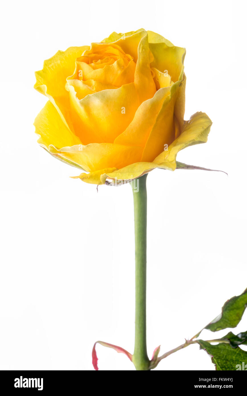 Yellow white rose hi-res stock photography and images - Alamy