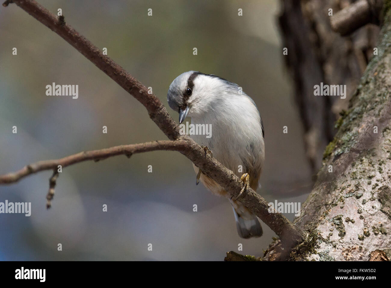 The photo depicts a gray nuthatch on tree Stock Photo - Alamy