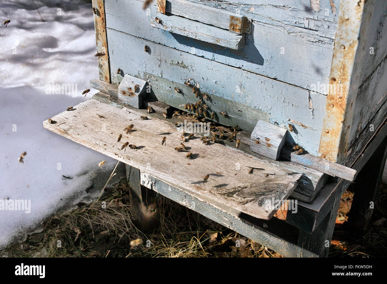 Beehives in spring sun hi-res stock photography and images - Alamy