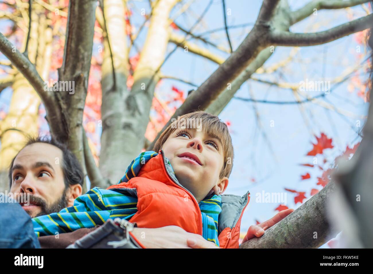 Father tree hi-res stock photography and images - Alamy