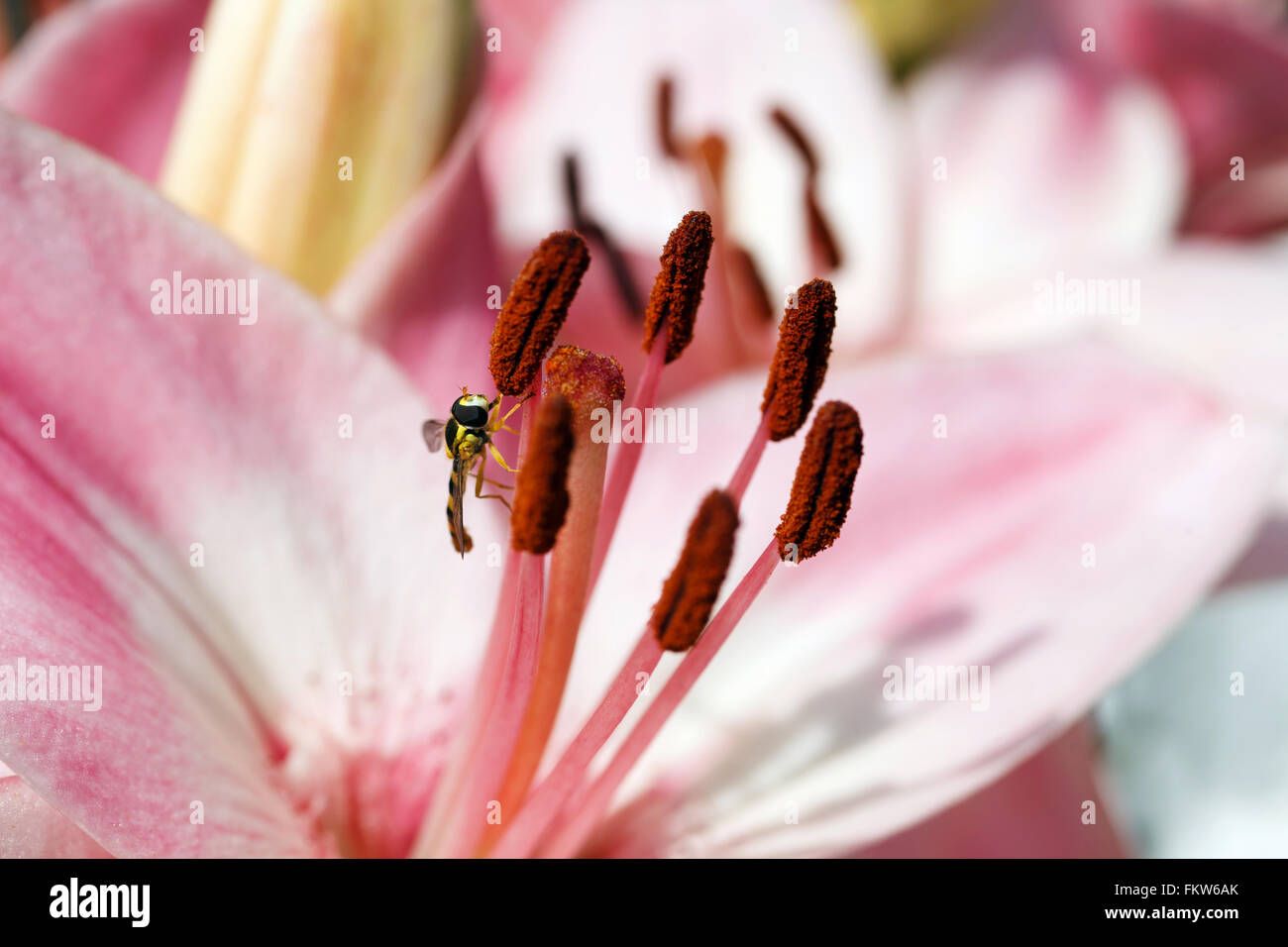 Beautiful fresh pink flower heads Stock Photo - Alamy