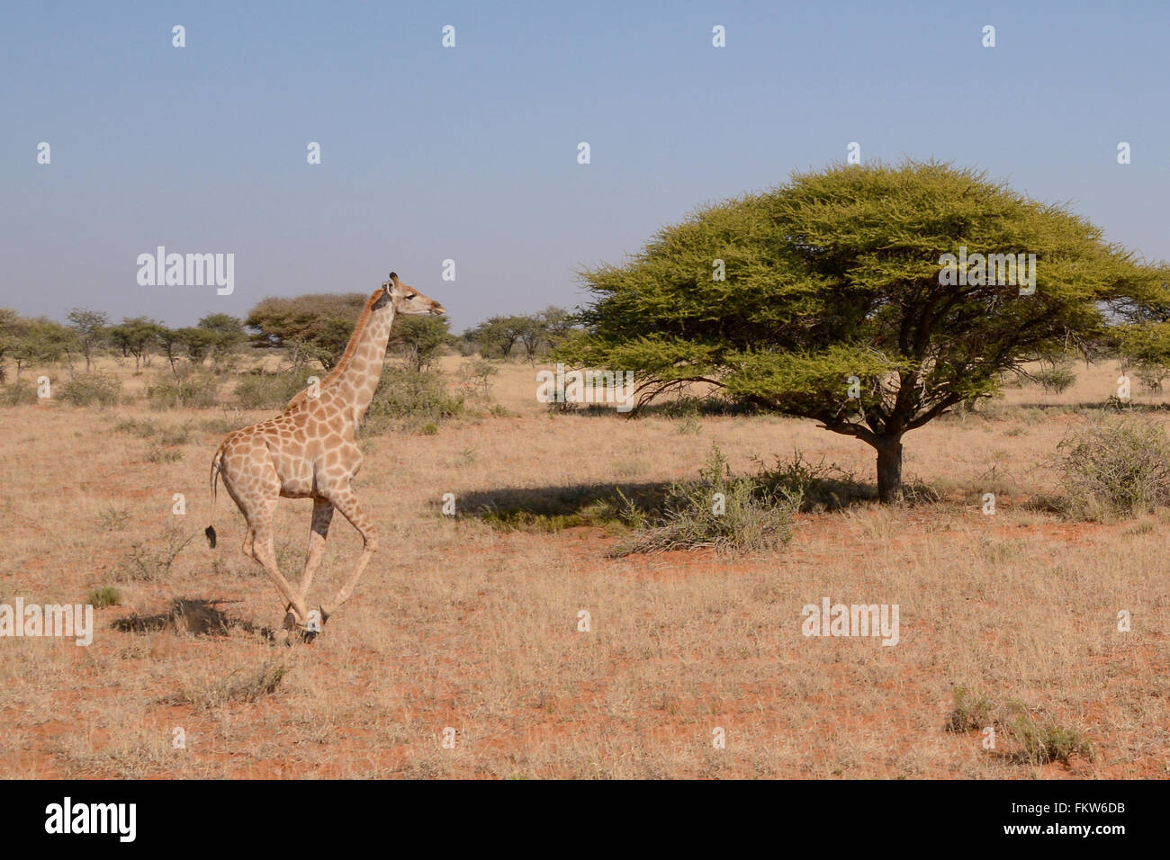Fast running giraffe hi-res stock photography and images - Alamy