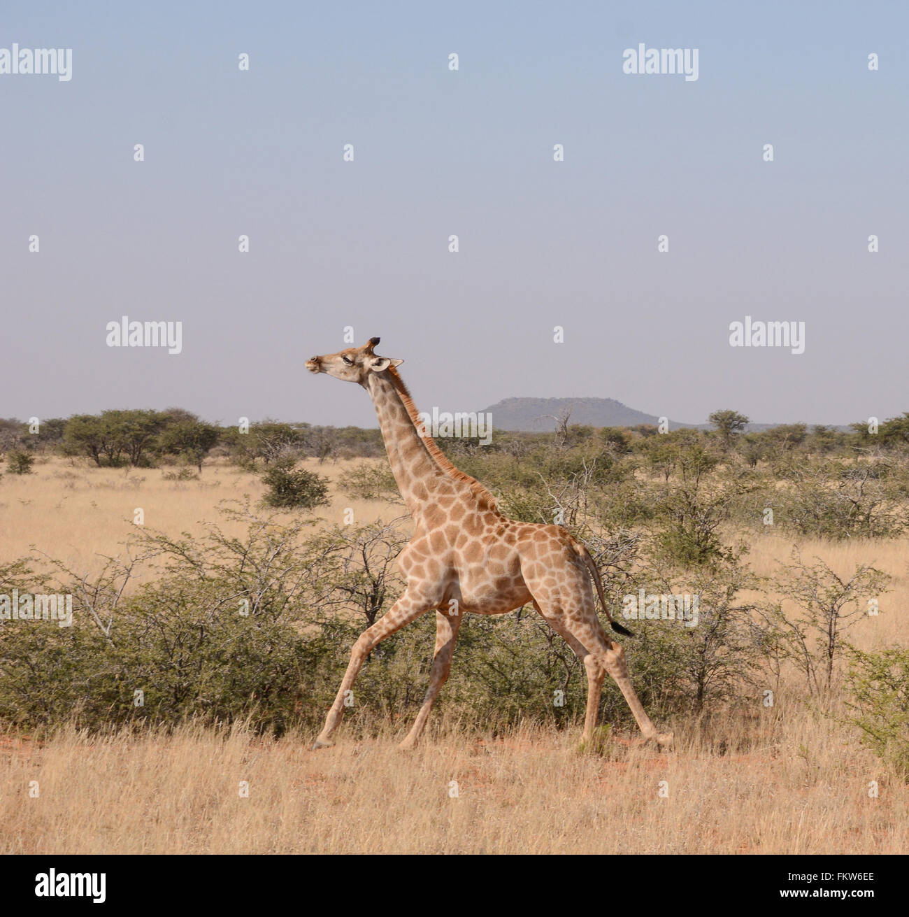 Fast running giraffe hi-res stock photography and images - Alamy