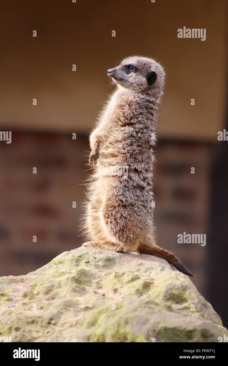 Simples pirch hi-res stock photography and images - Alamy