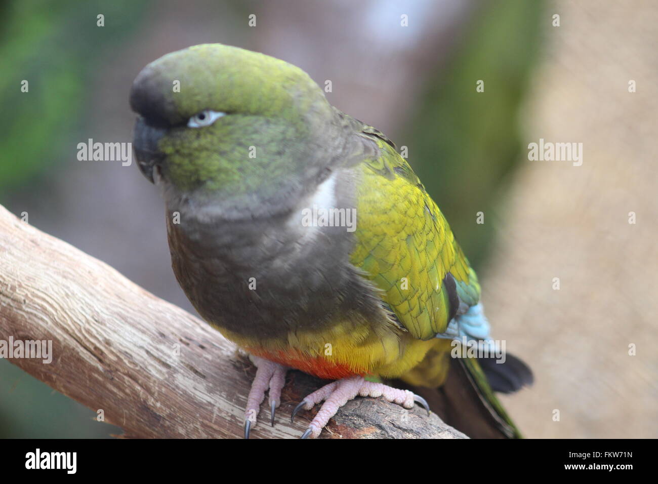 Bird london zoo hi-res stock photography and images - Alamy