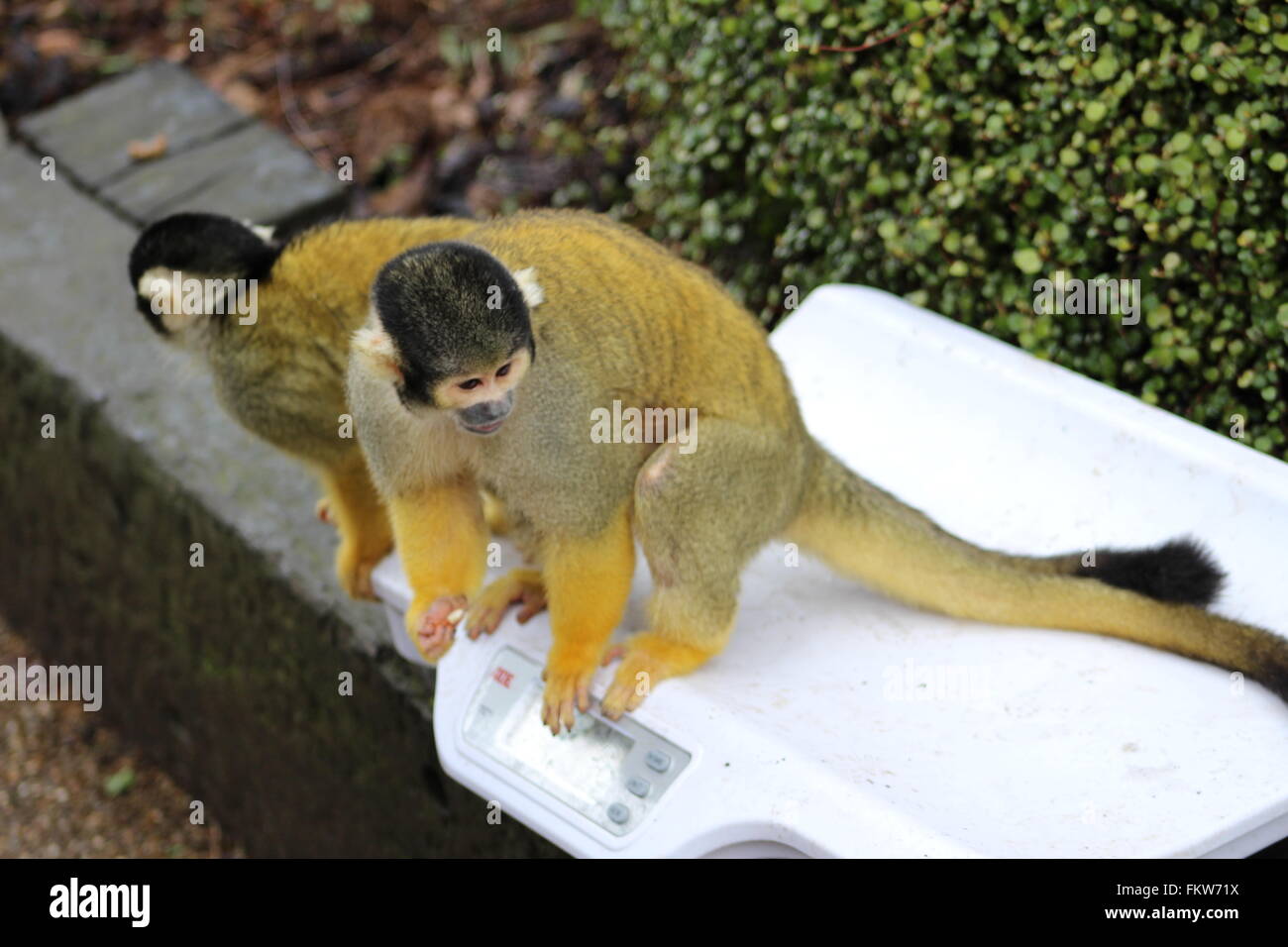 London zoo monkey hi-res stock photography and images - Alamy
