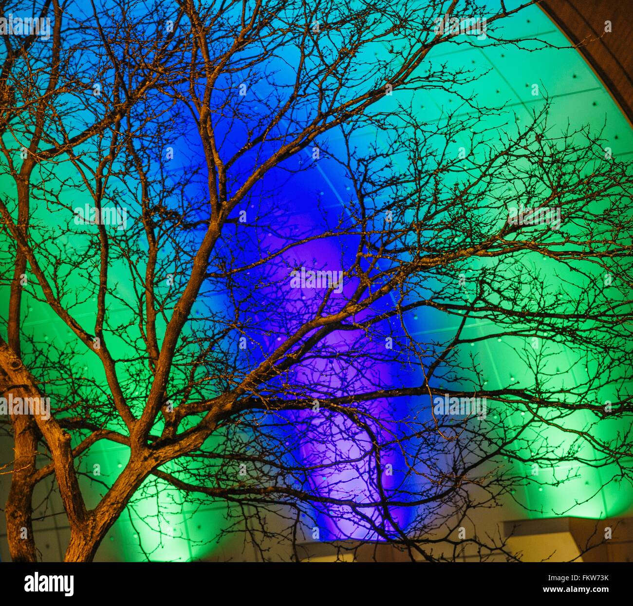 Detail of bare tree in front of green and blue illuminated building at ...