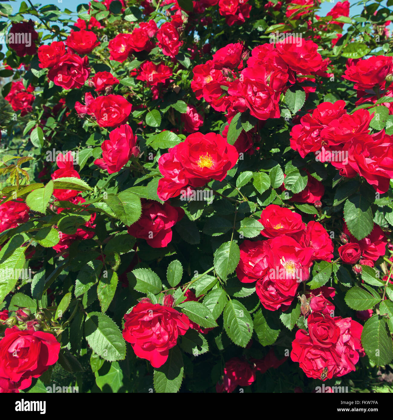 bush of red roses Stock Photo - Alamy