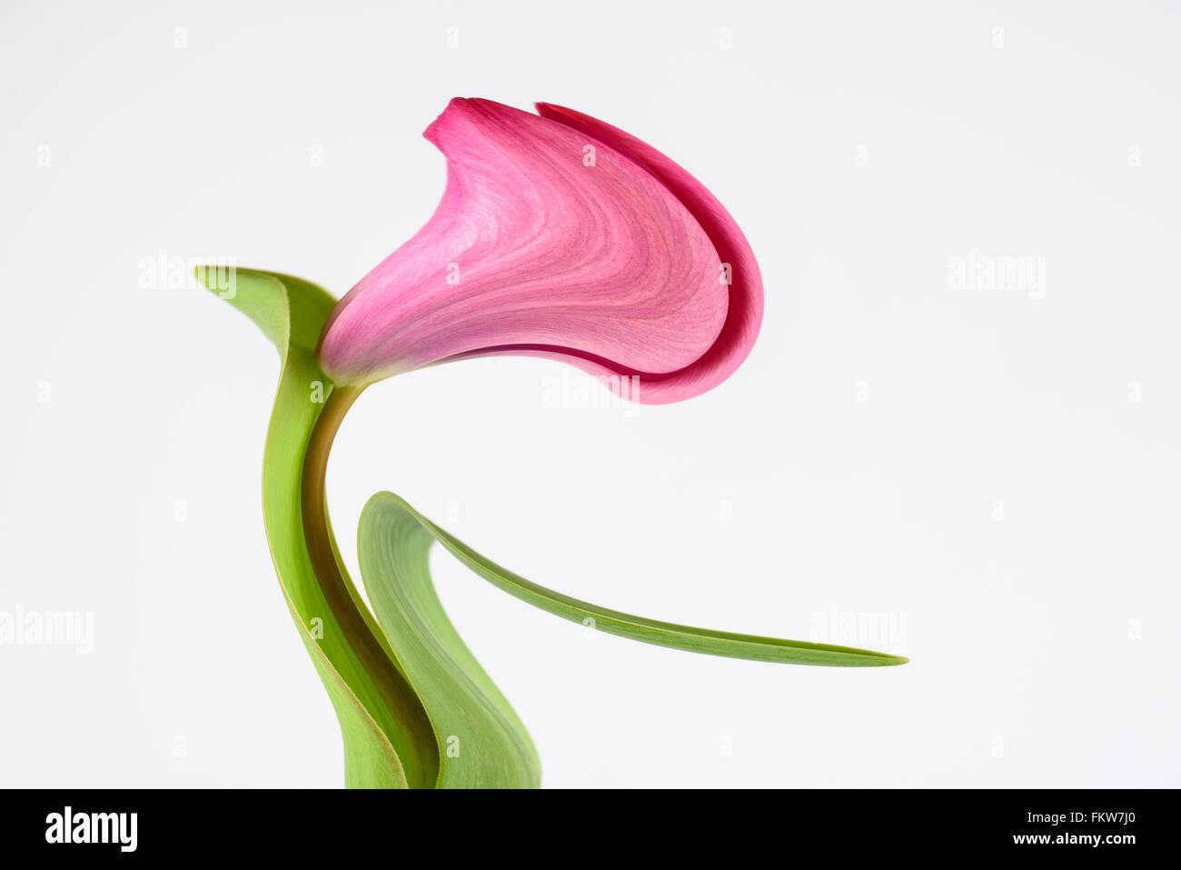 A digitally manipulated photograph of a Tulip flower against a white ...