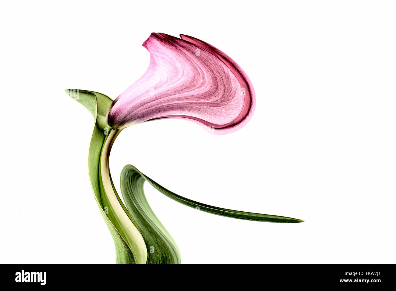 A digitally manipulated photograph of a Tulip flower against a white ...