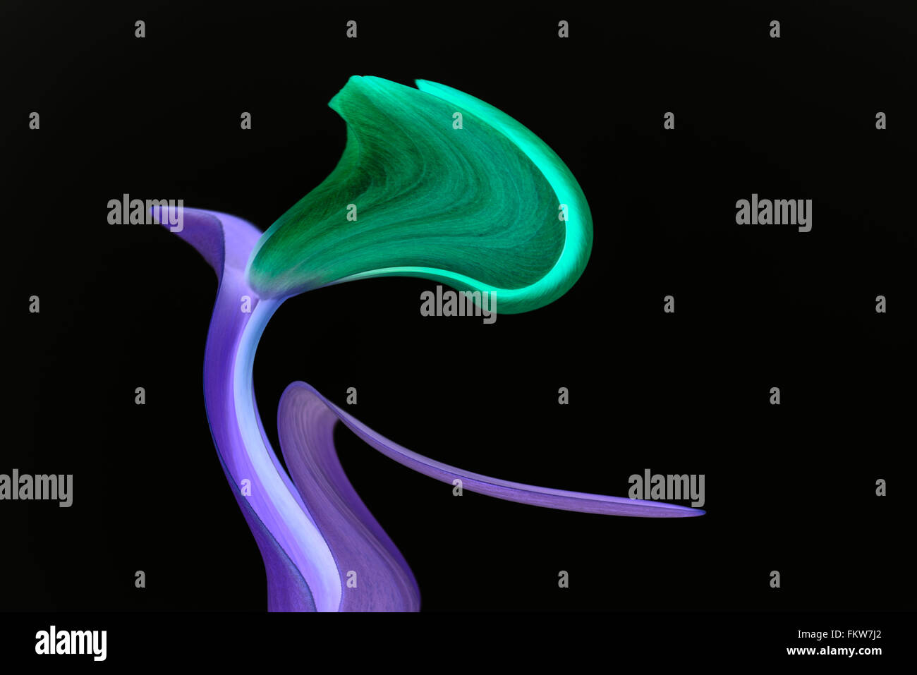 A digitally manipulated photograph of a Tulip flower against a black ...