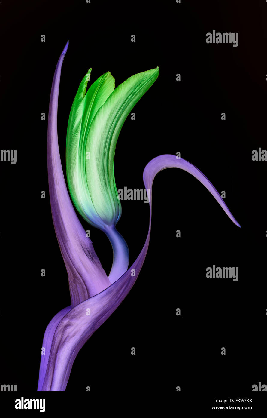 A digitally manipulated photograph of a Tulip flower against a black ...