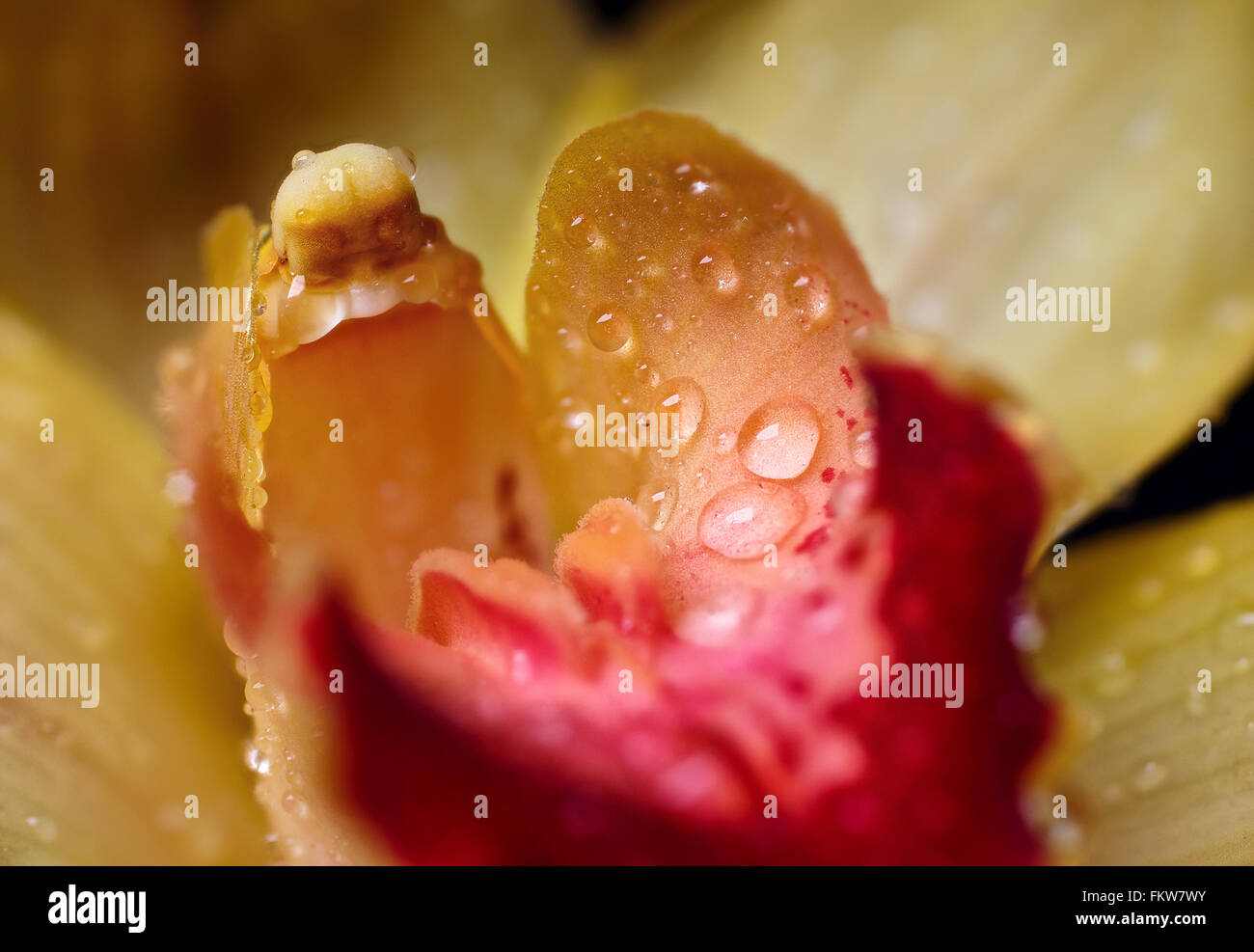 yellow orchid flower with dew drops closeup Stock Photo - Alamy