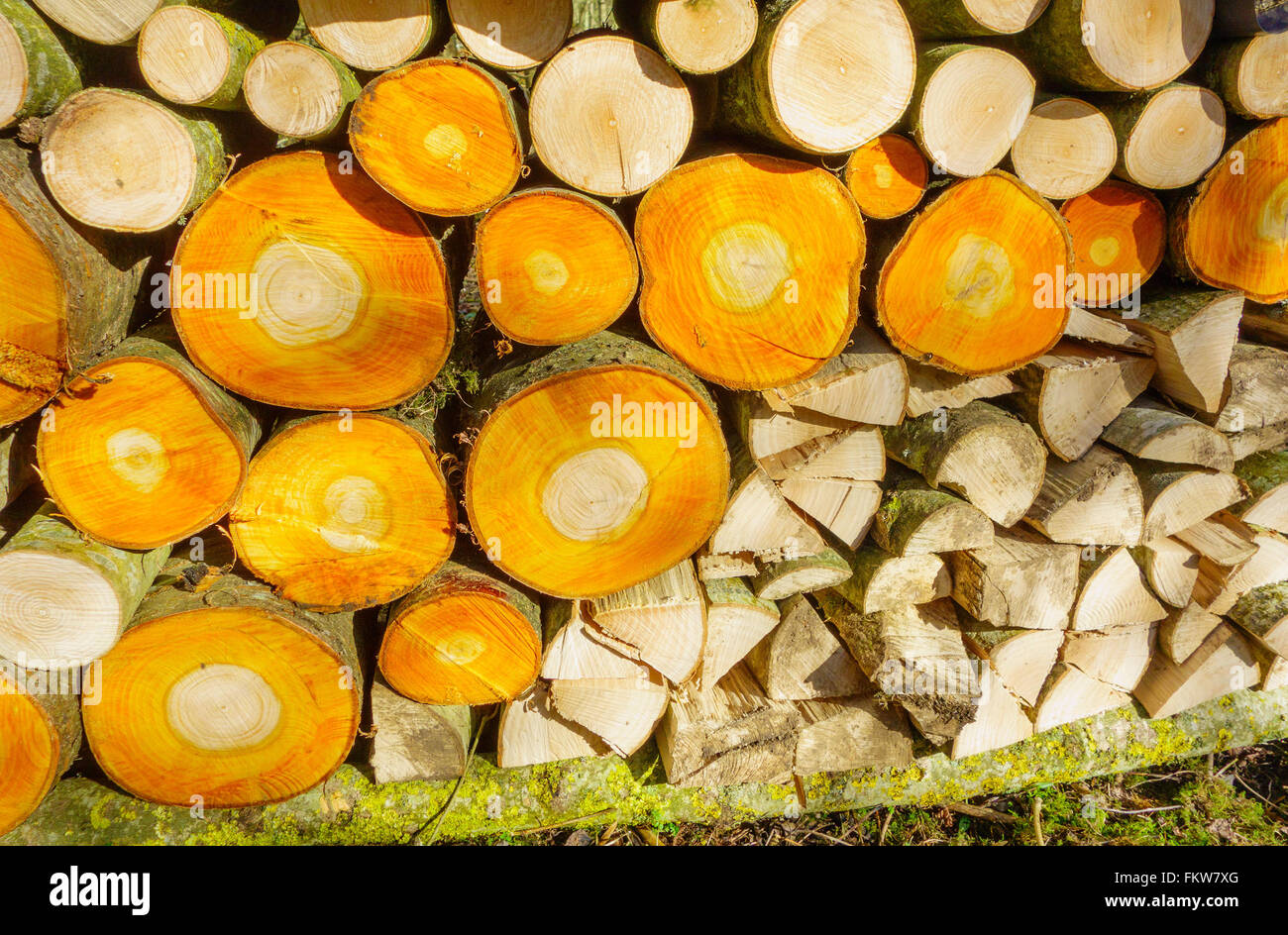 Felled trees cut and put into log piles Stock Photo - Alamy