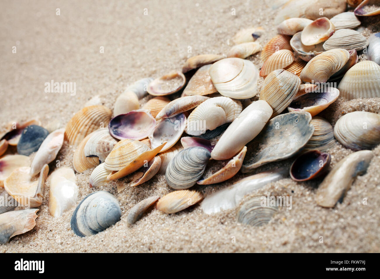 Sea shells on sand Stock Photo - Alamy