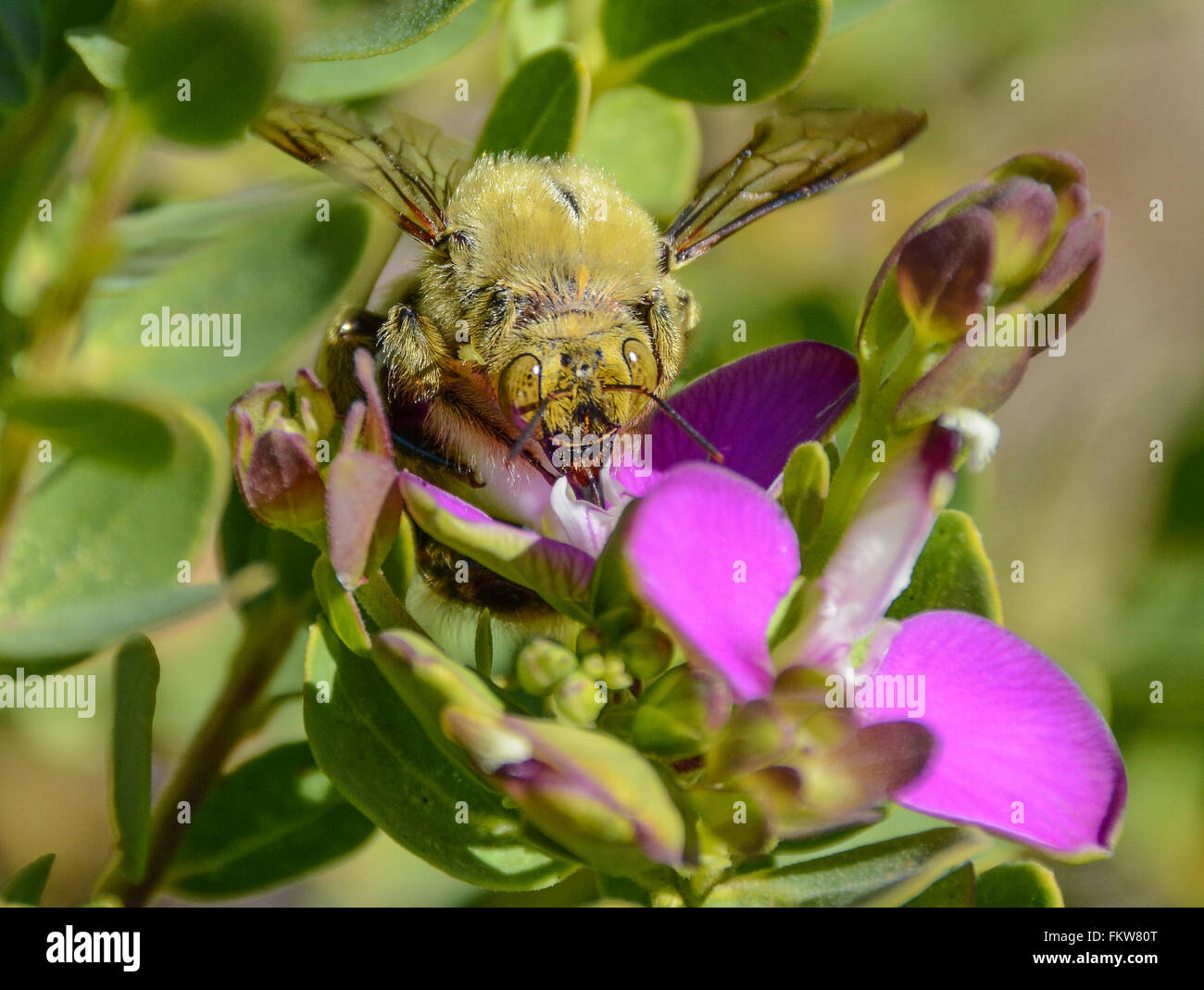 Bee Proboscis High Resolution Stock Photography and Images - Alamy